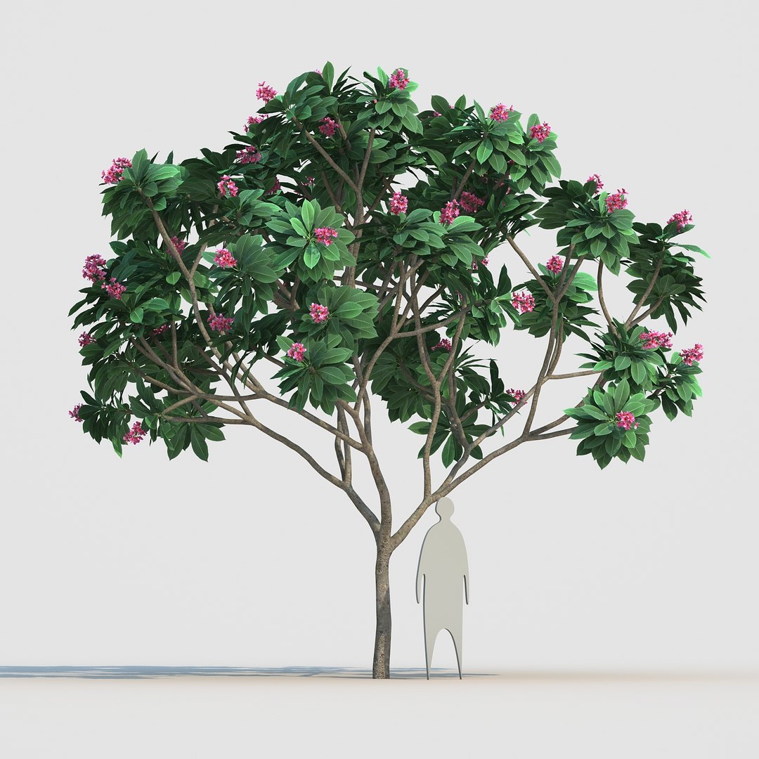 3d Trunk Flower 10 Tree Model