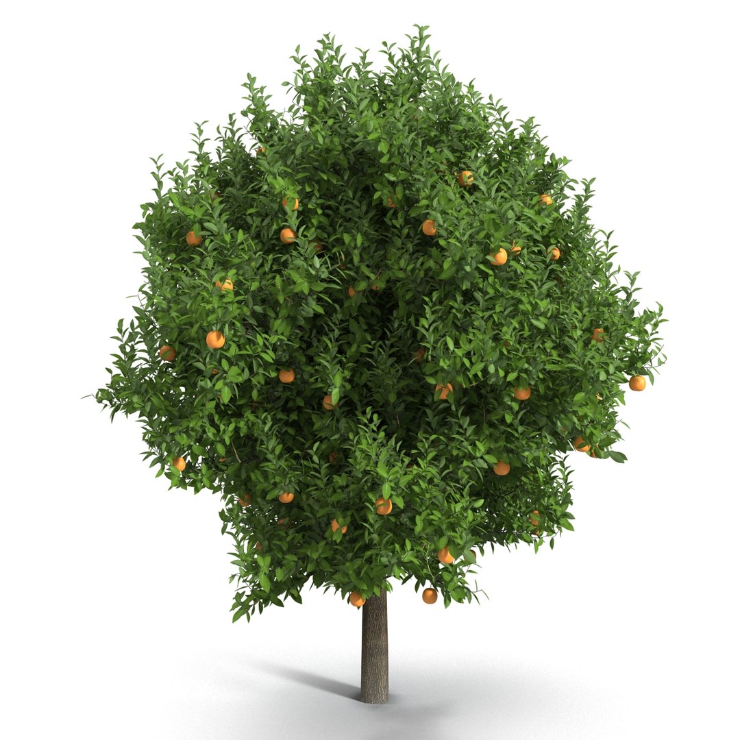 3d Orange Tree