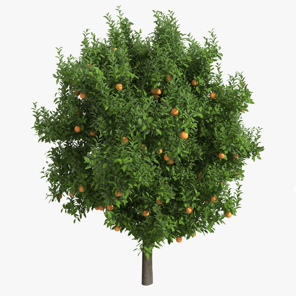 Orange Tree 3D Models for Download | TurboSquid