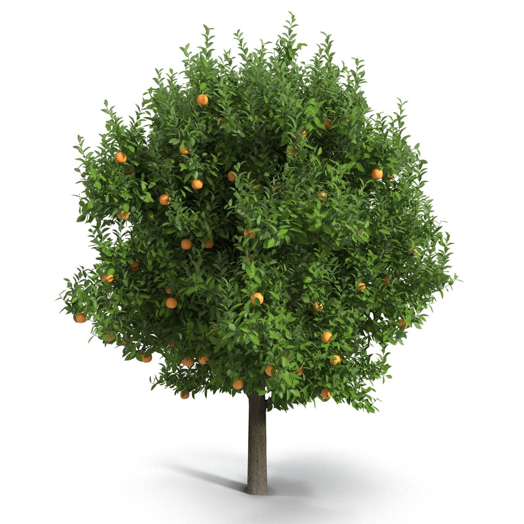 3d Orange Tree