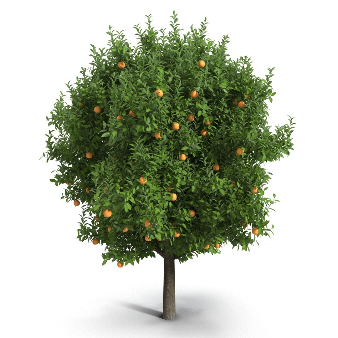 3d Orange Tree