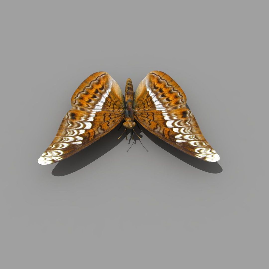Tiger Butterfly Insect Fly 3d Max