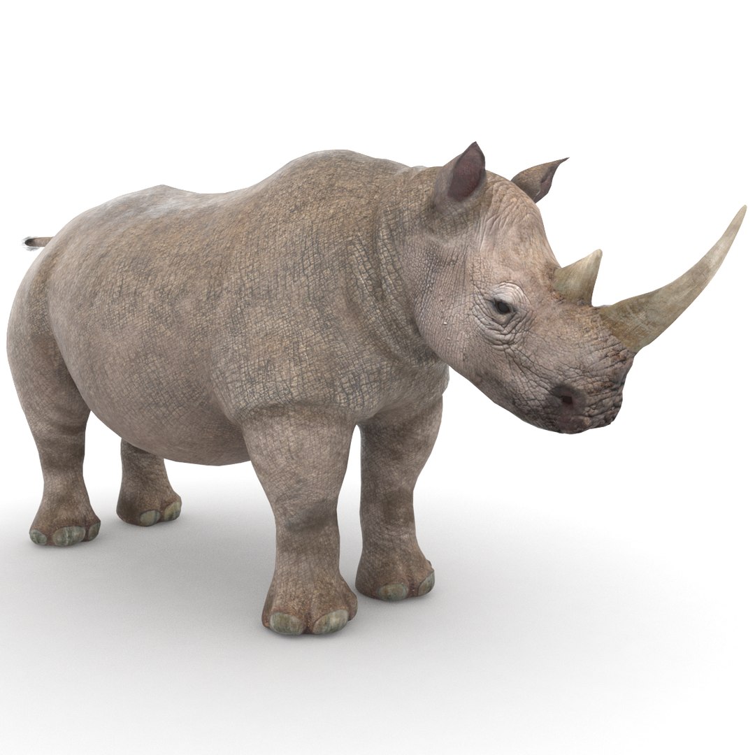 Ma Rhino Rhinoceros