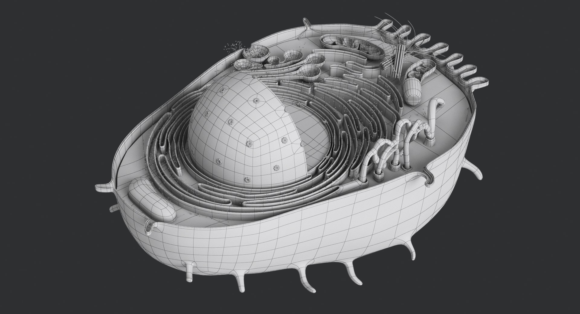 Animal Cell 3D Model - TurboSquid 1412296