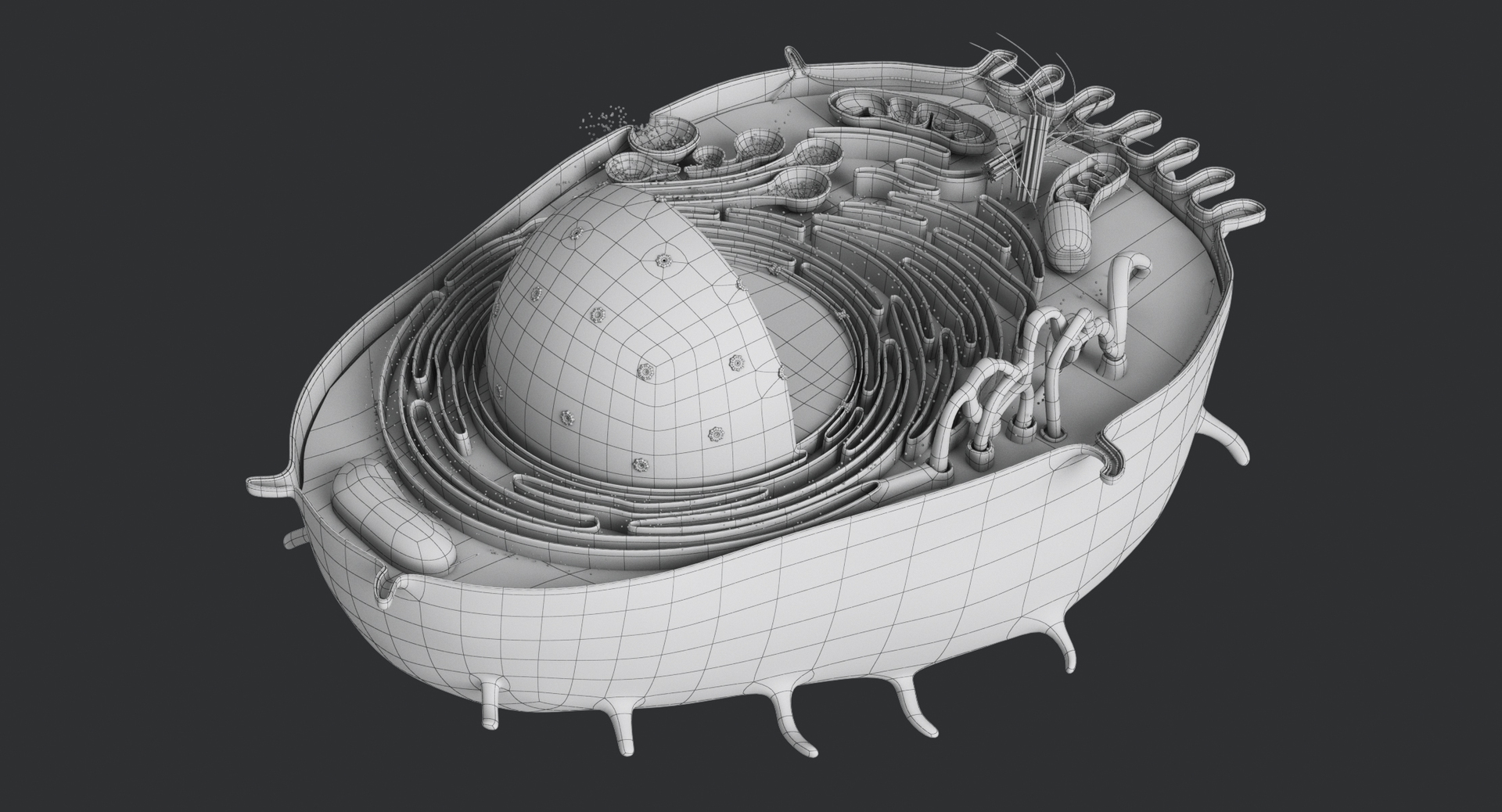 Animal cell 3D model - TurboSquid 1412296