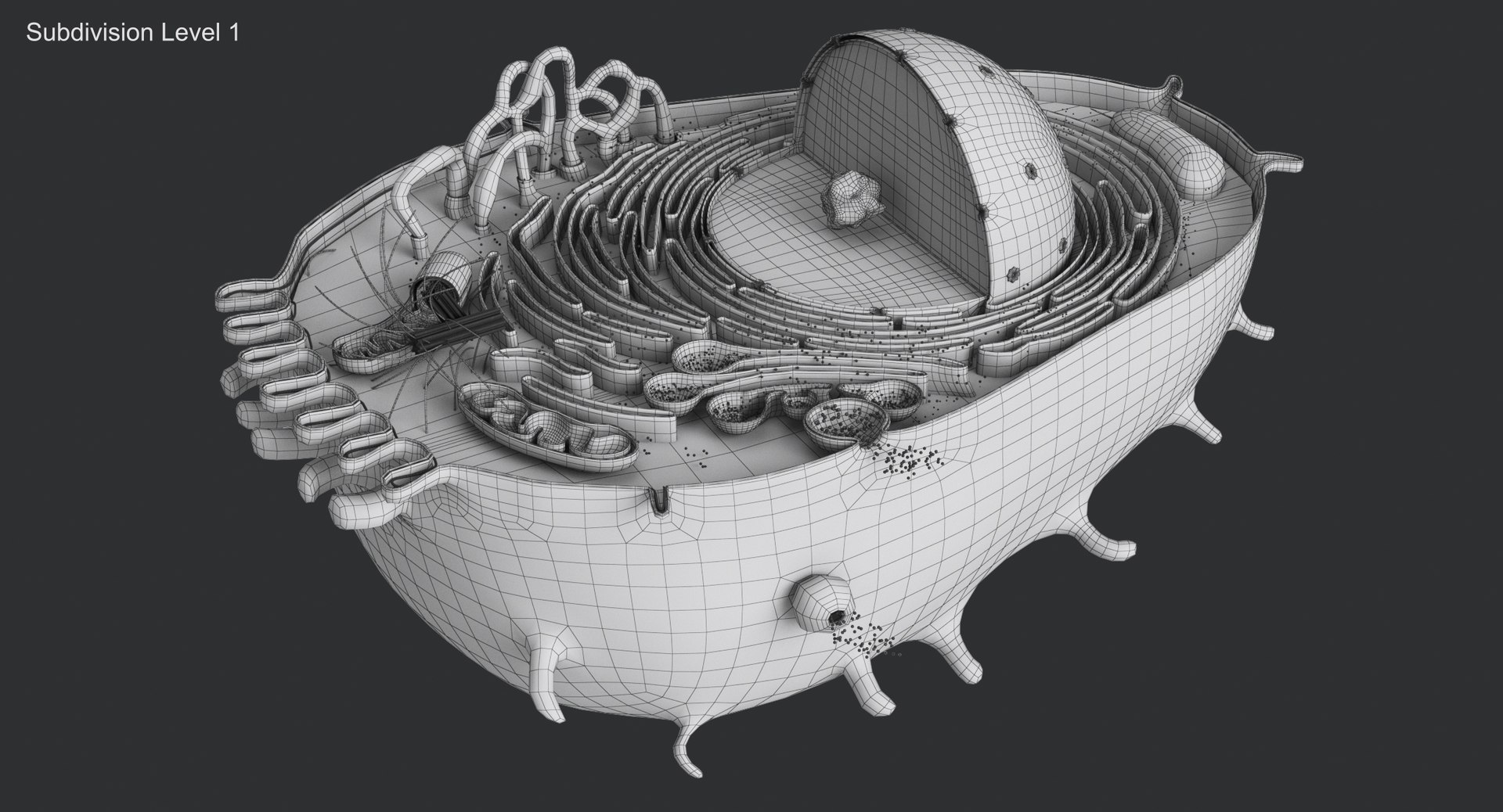 Animal Cell 3D Model - TurboSquid 1412296