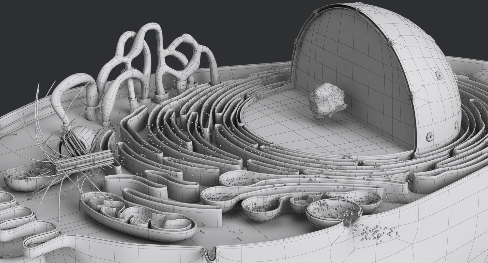 Animal Cell 3D Model - TurboSquid 1412296