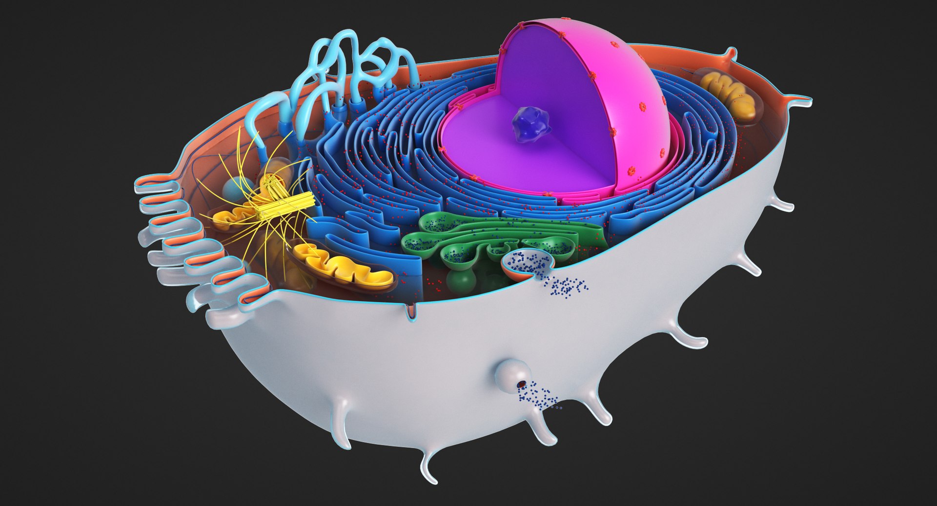 Animal Cell 3D Model - TurboSquid 1412296