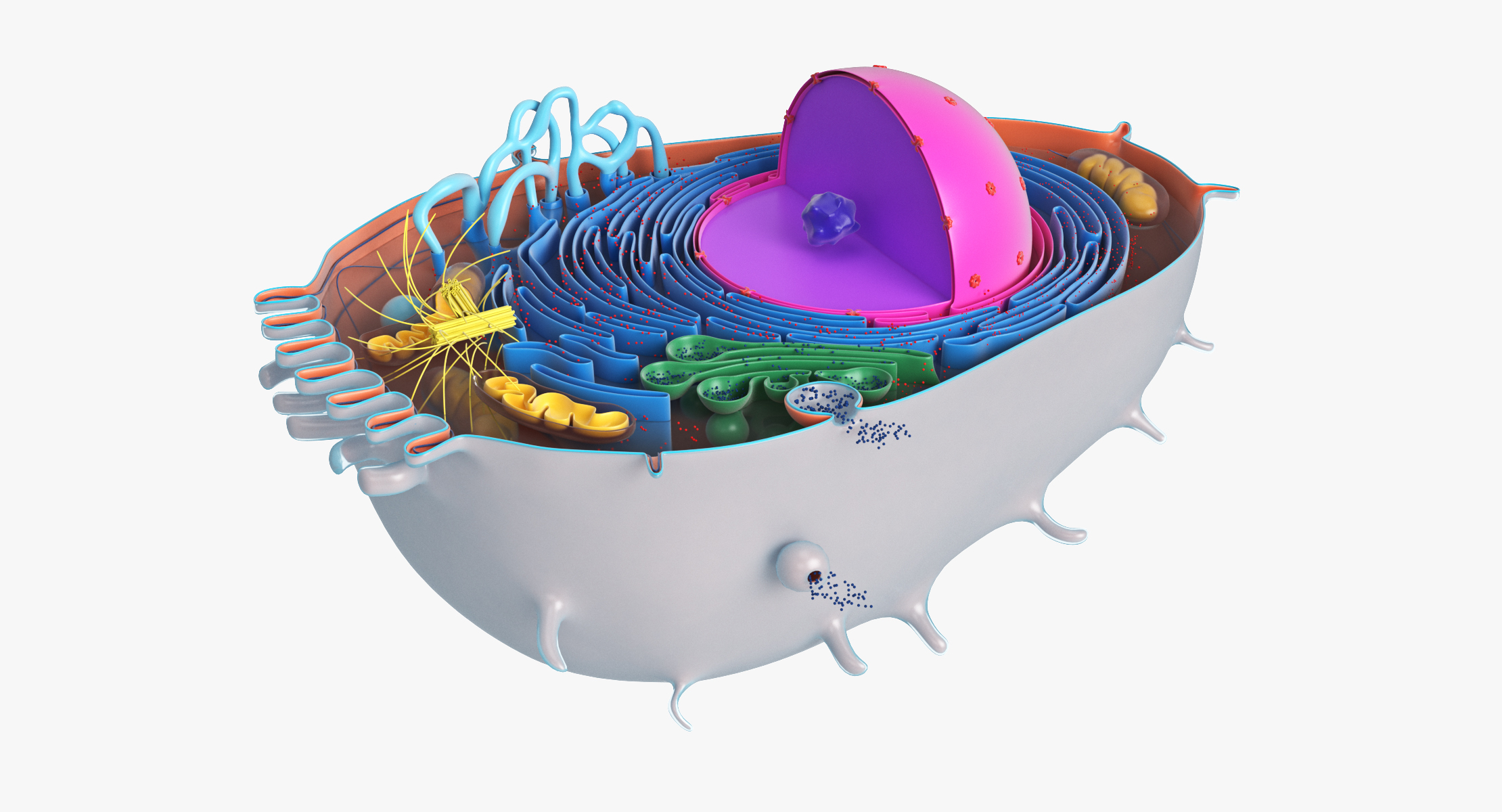 modelo 3d Célula animal 2 - TurboSquid 1412296