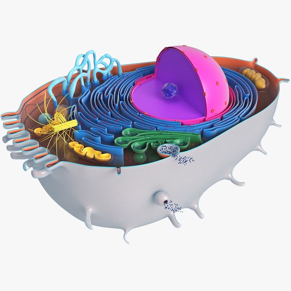 Animal Cell 3D Models for Download | TurboSquid