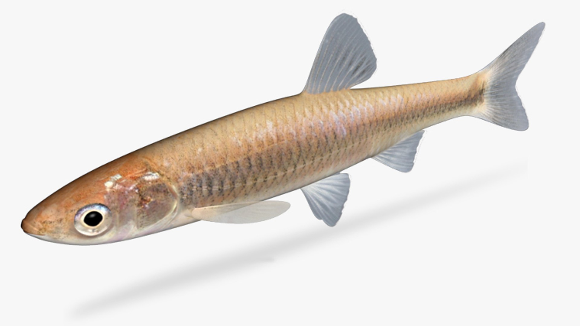cyprinella galactura whitetail shiner 3d x