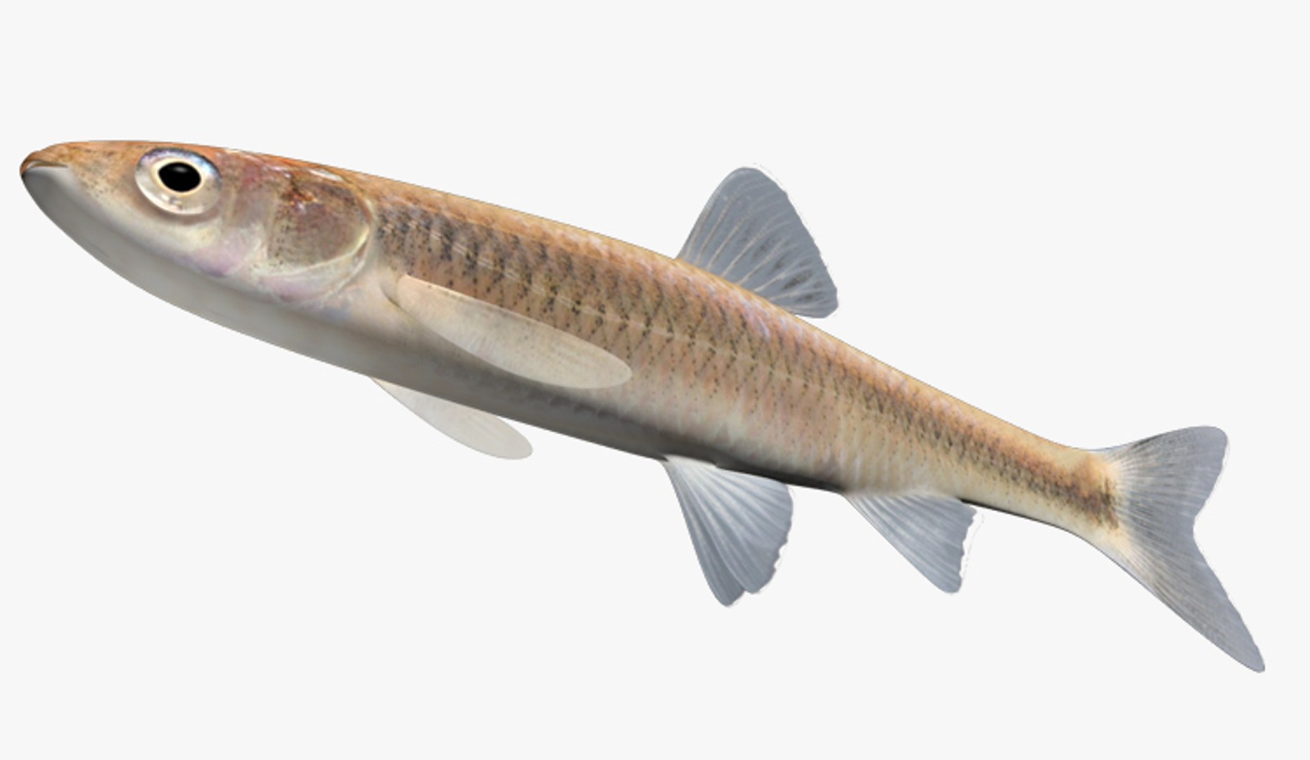 cyprinella galactura whitetail shiner 3d x