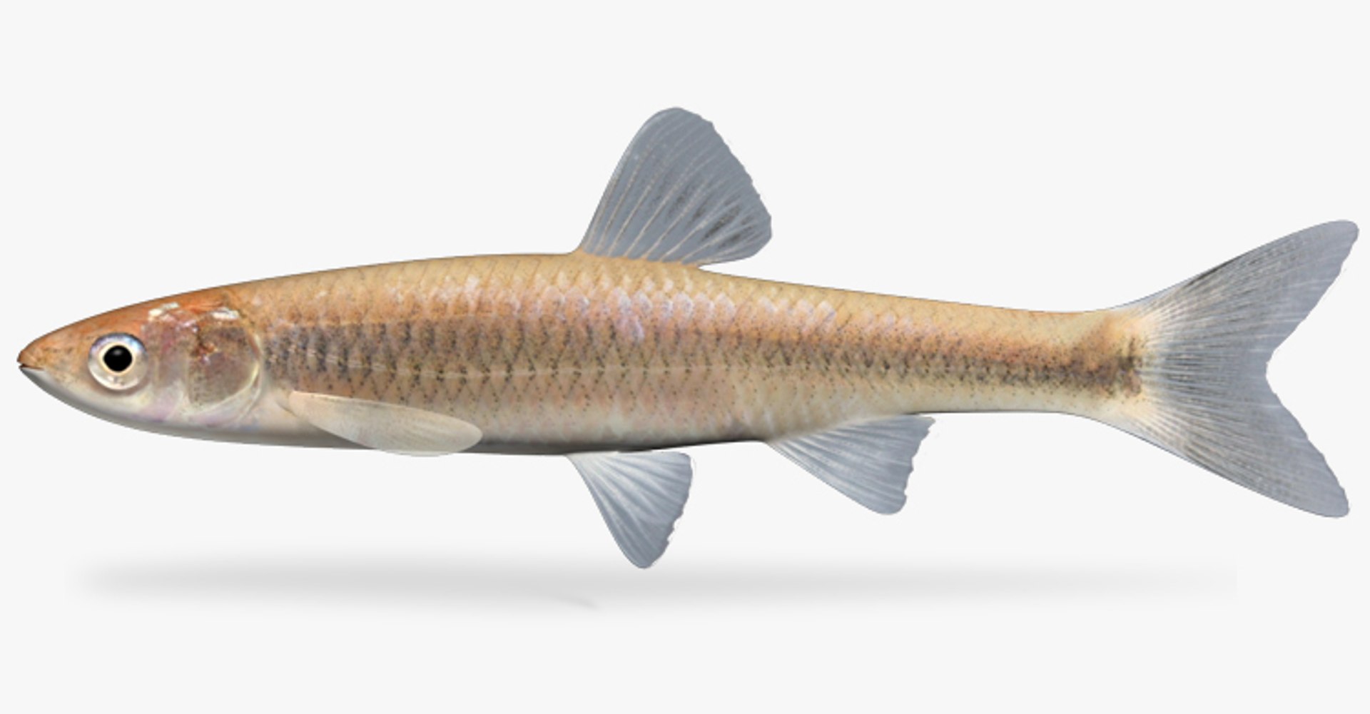cyprinella galactura whitetail shiner 3d x