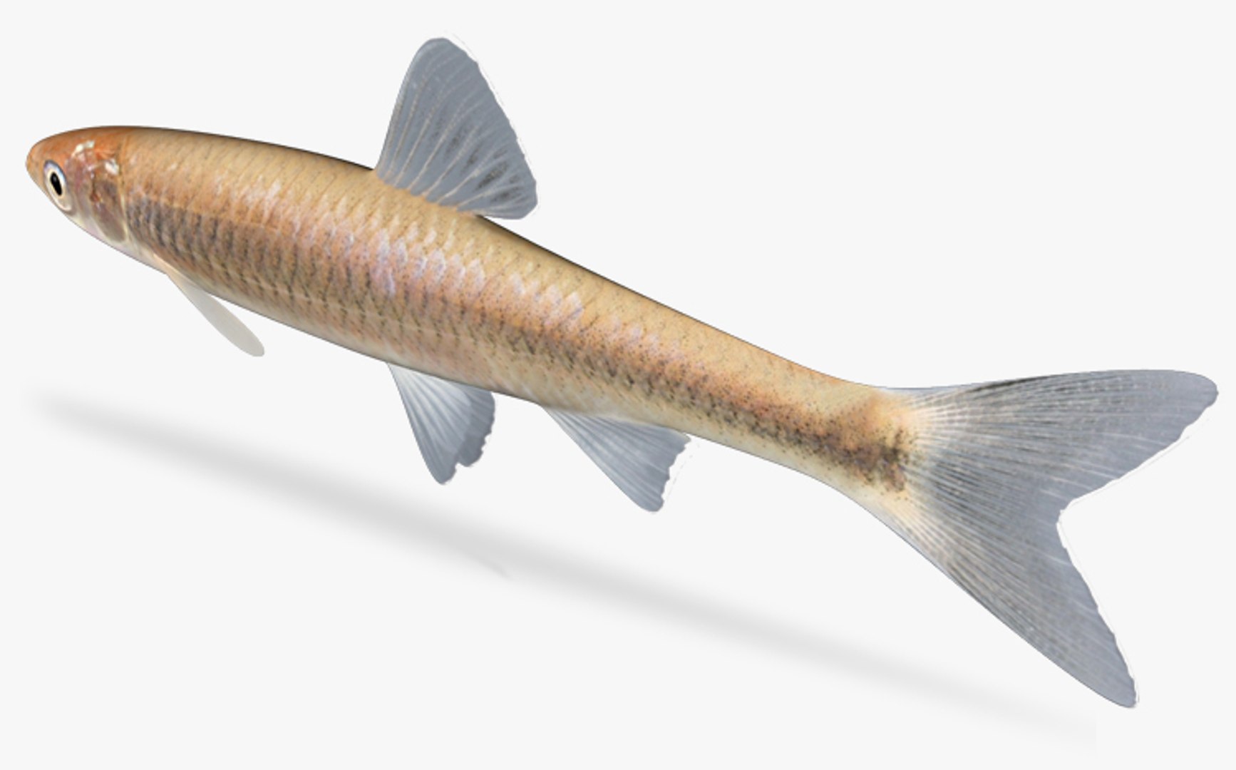 cyprinella galactura whitetail shiner 3d x