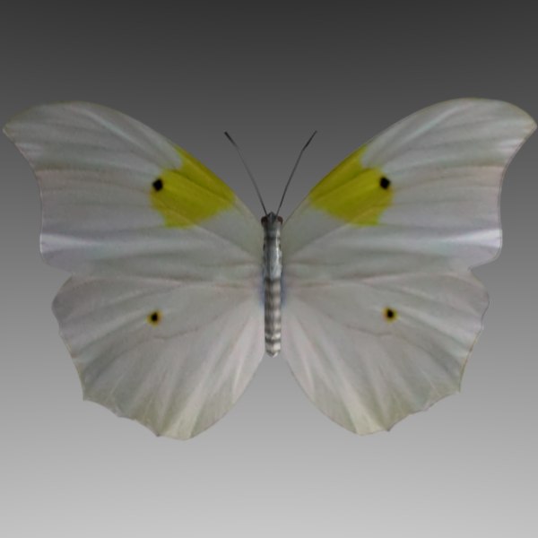 Invertebrate 3D Models for Download | TurboSquid