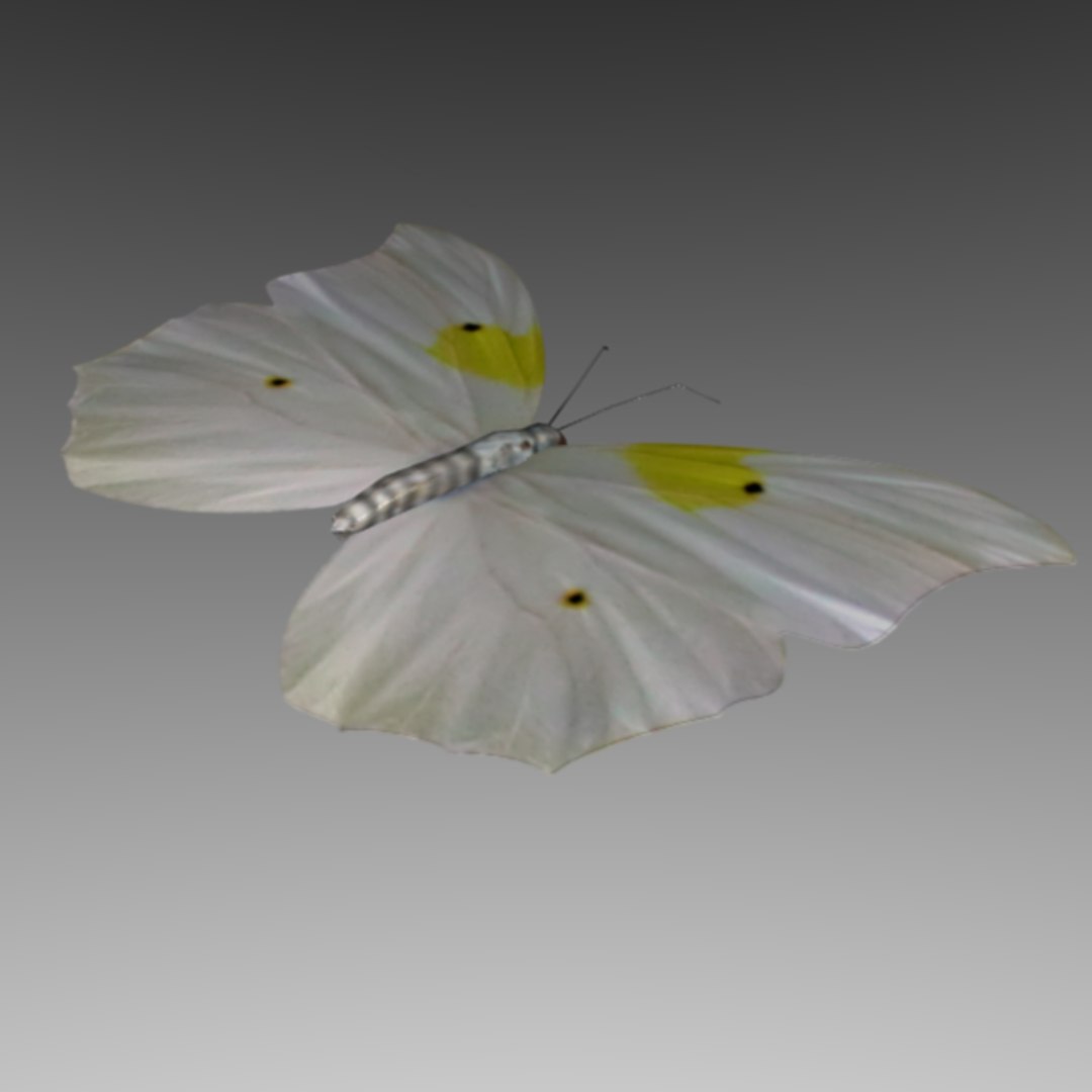 3d butterfly fly