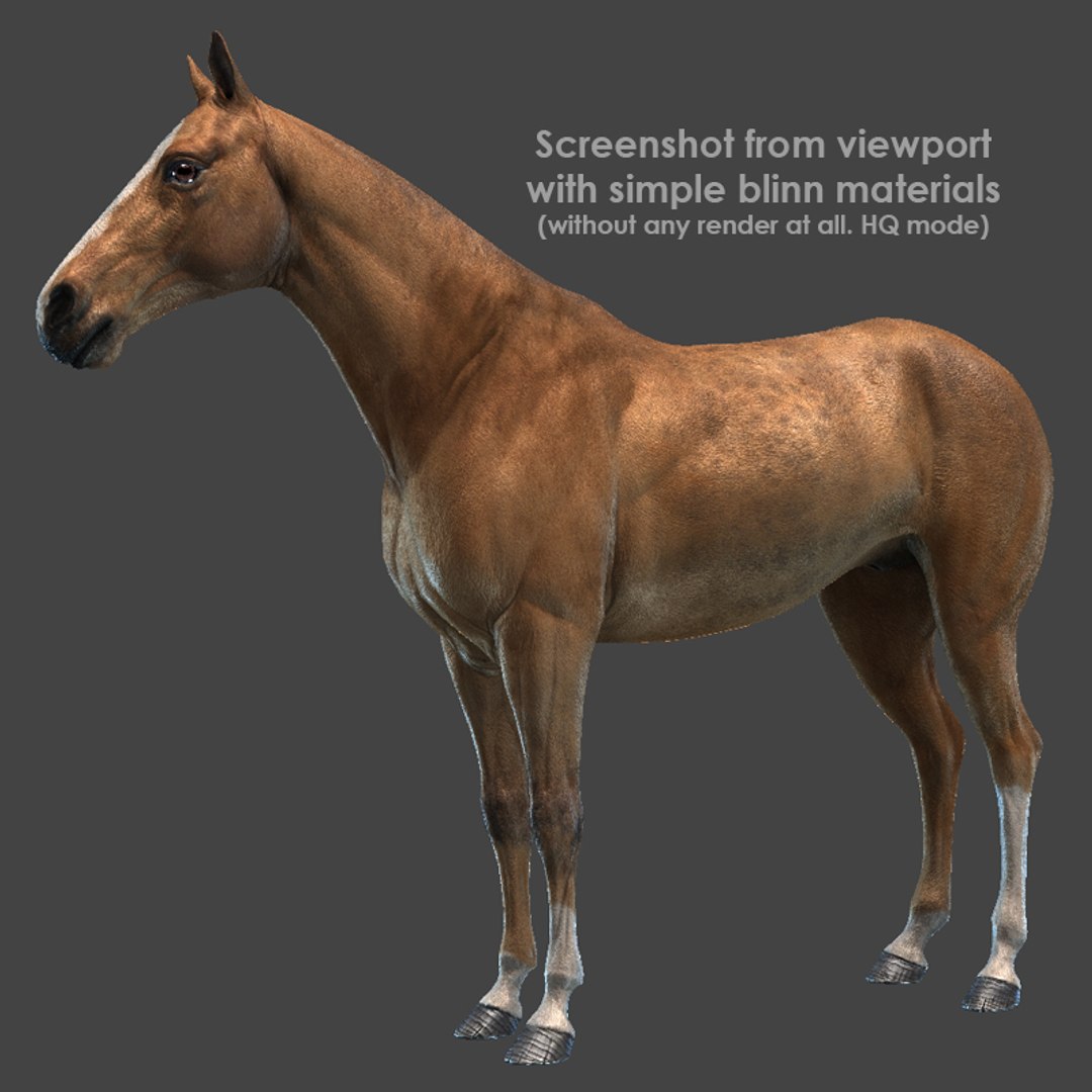 3d model realistic horse