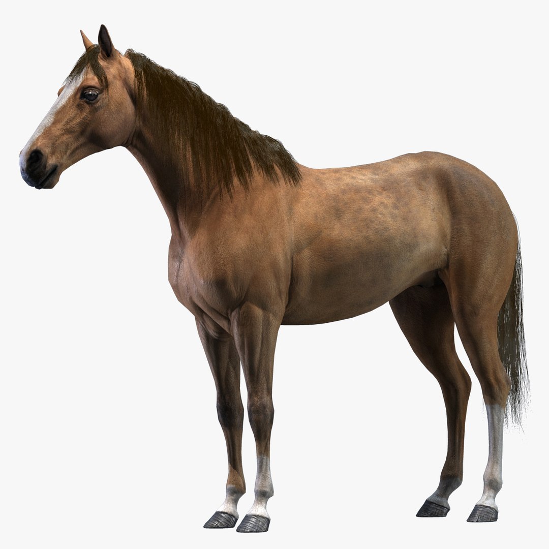 3d model realistic horse