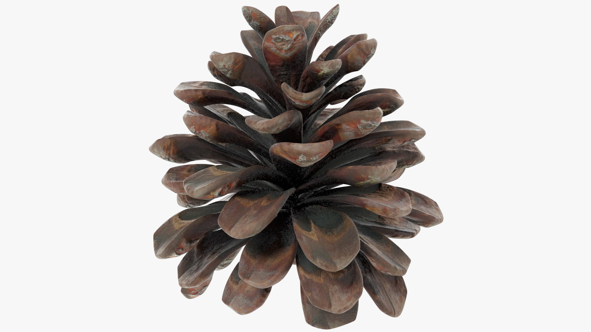 3D Conifer Cones Collection V2 - TurboSquid 2151909