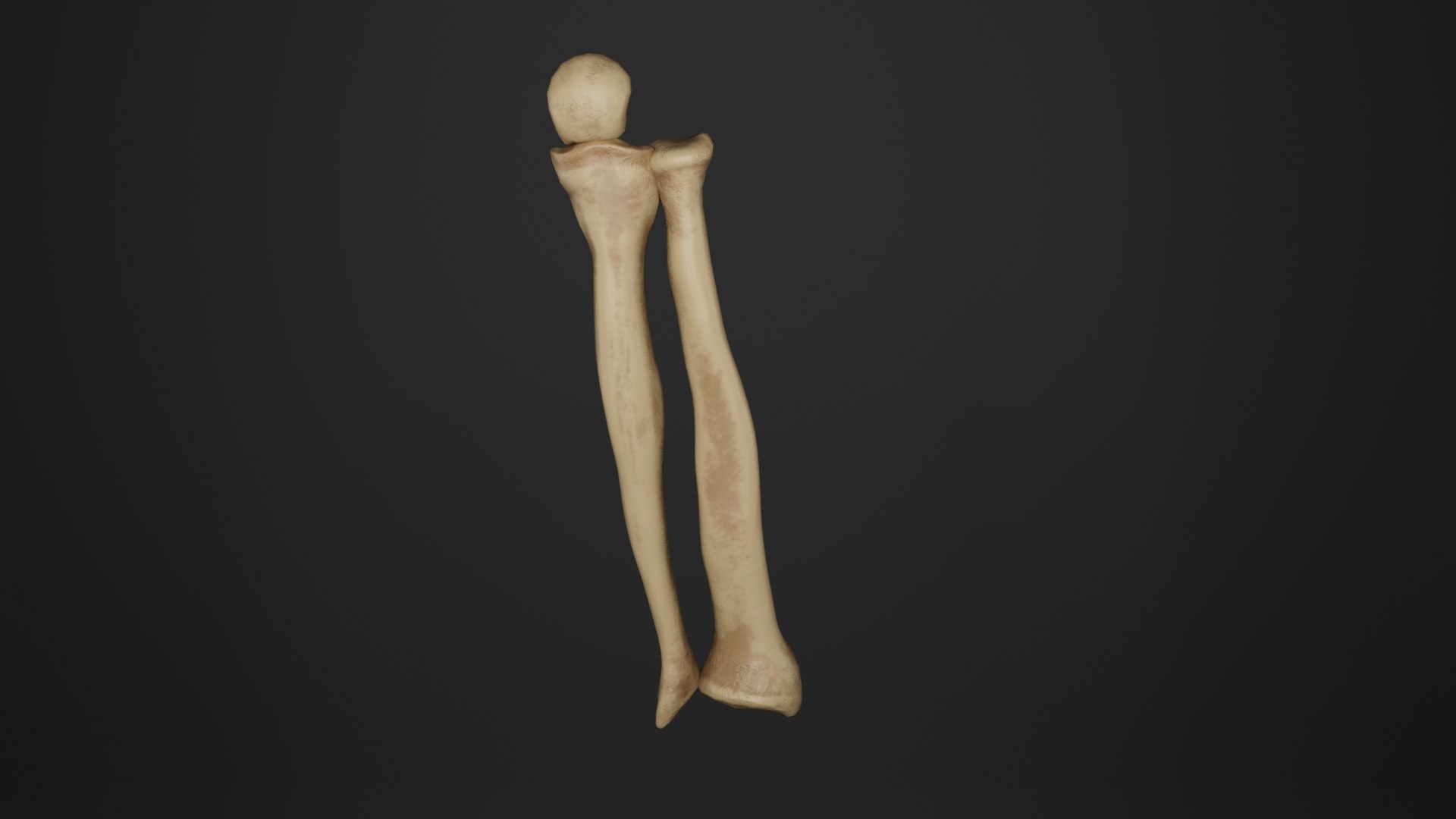 3D Model Human Anatomy-Skeletal System-Bones Of Forearm - TurboSquid ...