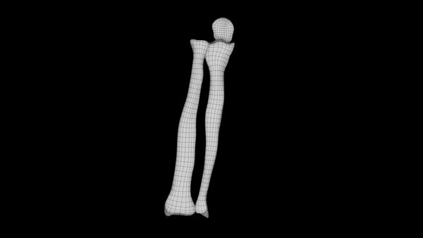 modelo 3d Anatomía humana-Sistema esquelético-Huesos del antebrazo ...