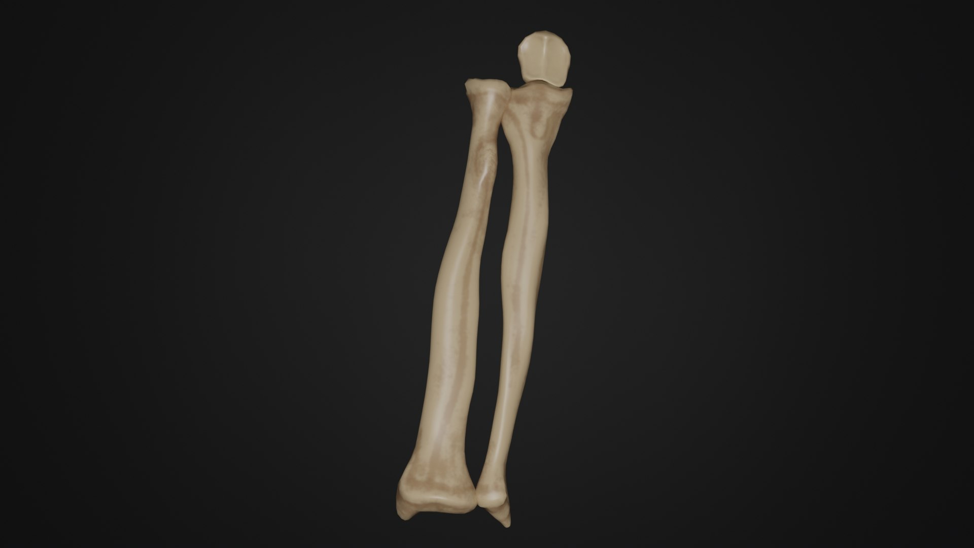 3D Model Human Anatomy-Skeletal System-Bones Of Forearm - TurboSquid ...