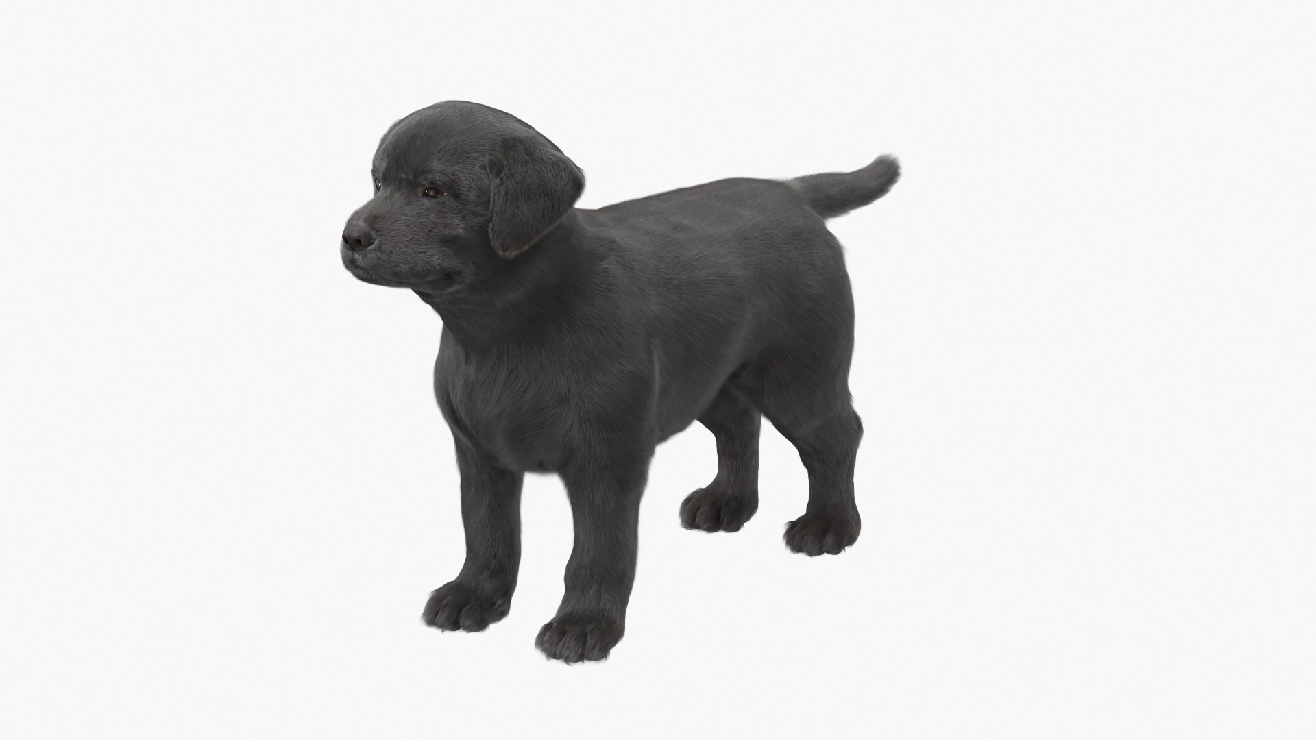 Playful Labrador Puppy Playing Fur Animated Rigged 3D Model ...