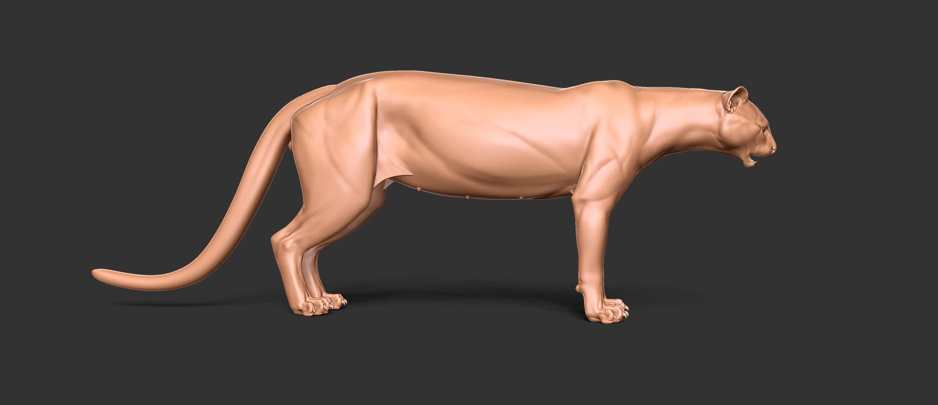 3D Jaguarundi Cat Primary Forms Zbrush Sculpt - TurboSquid 1818644