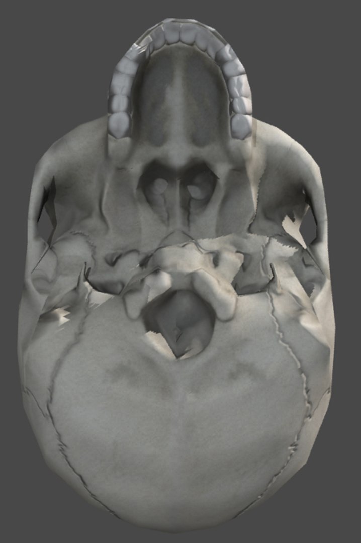 Anatomically Skull 3d Model