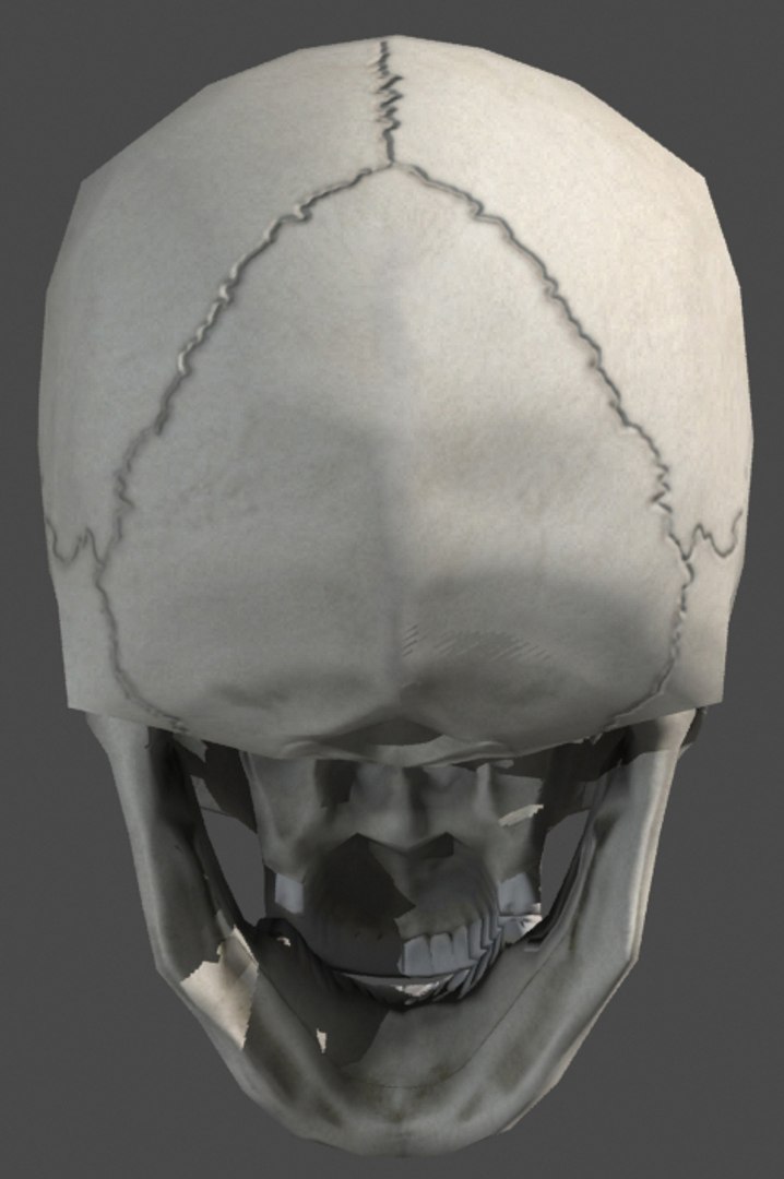 Anatomically Skull 3d Model