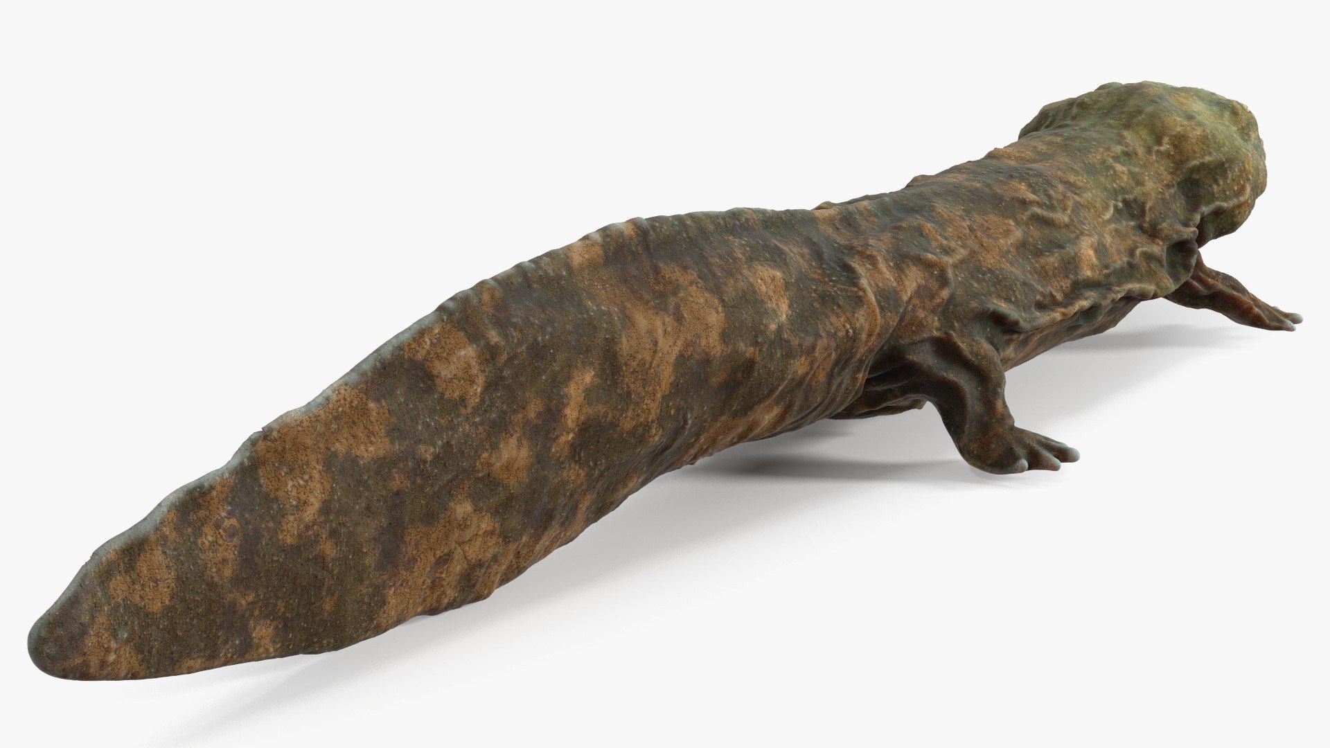 3D Model Aquatic Salamander Light Rigged For Maya - TurboSquid 2258203