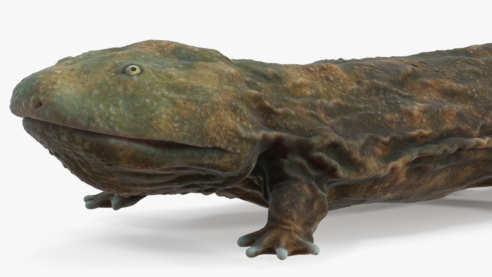 3D Model Aquatic Salamander Light Rigged For Maya - TurboSquid 2258203