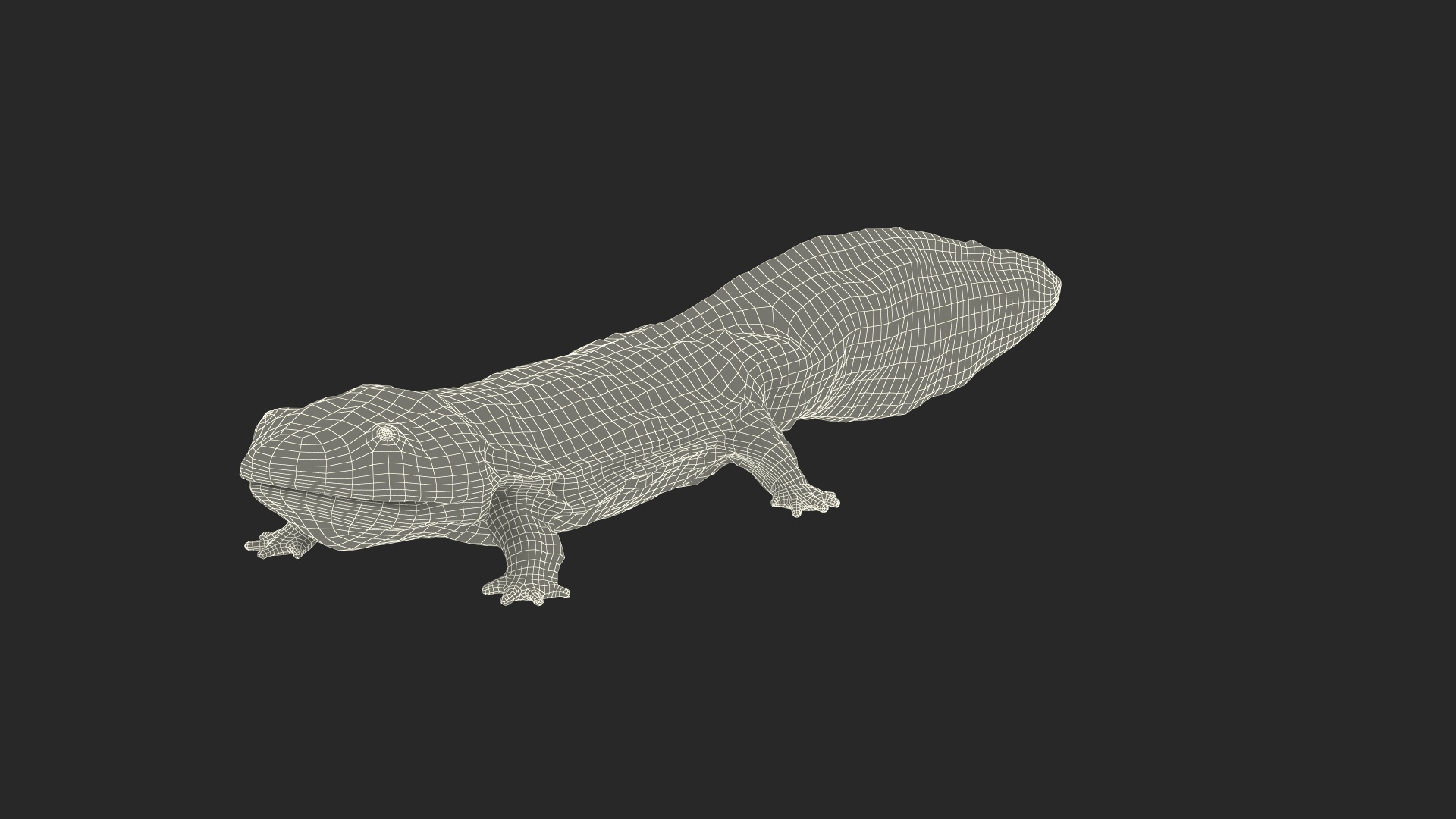 3D Model Aquatic Salamander Light Rigged For Maya - TurboSquid 2258203