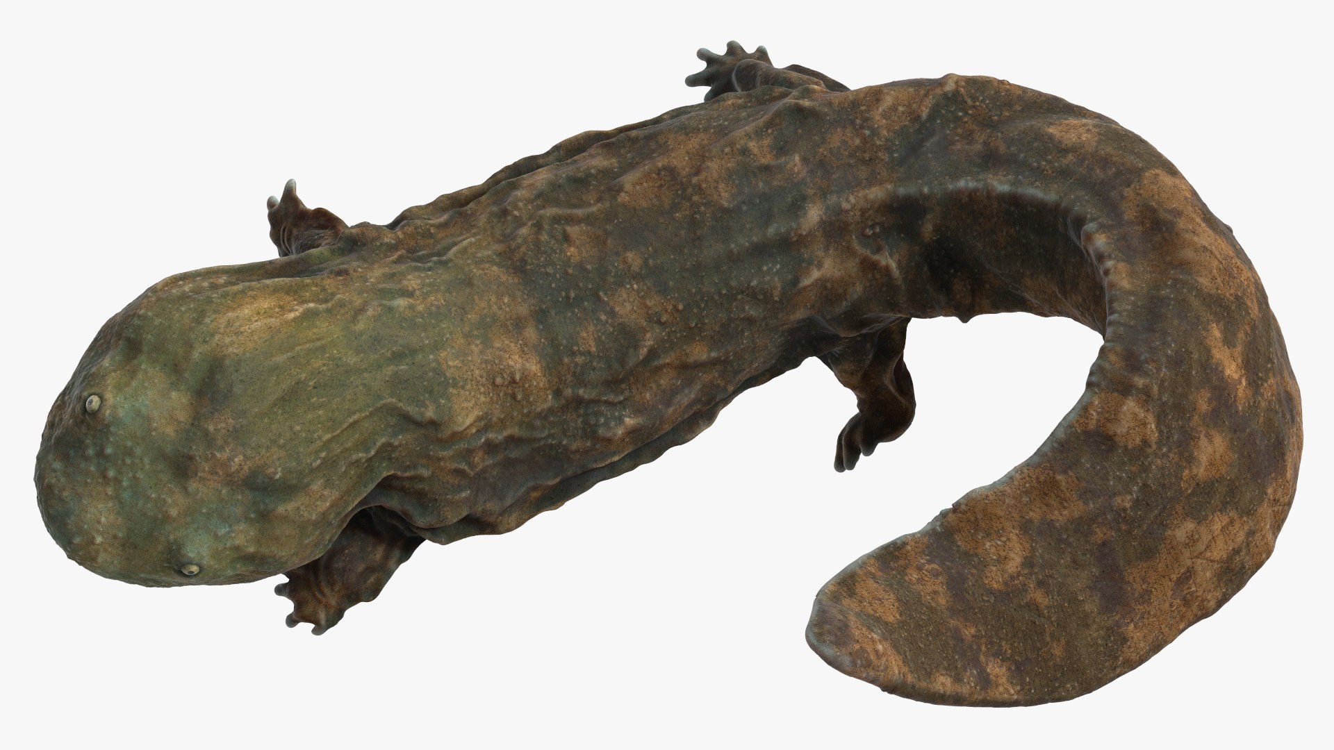 3D Model Aquatic Salamander Light Rigged For Maya - TurboSquid 2258203