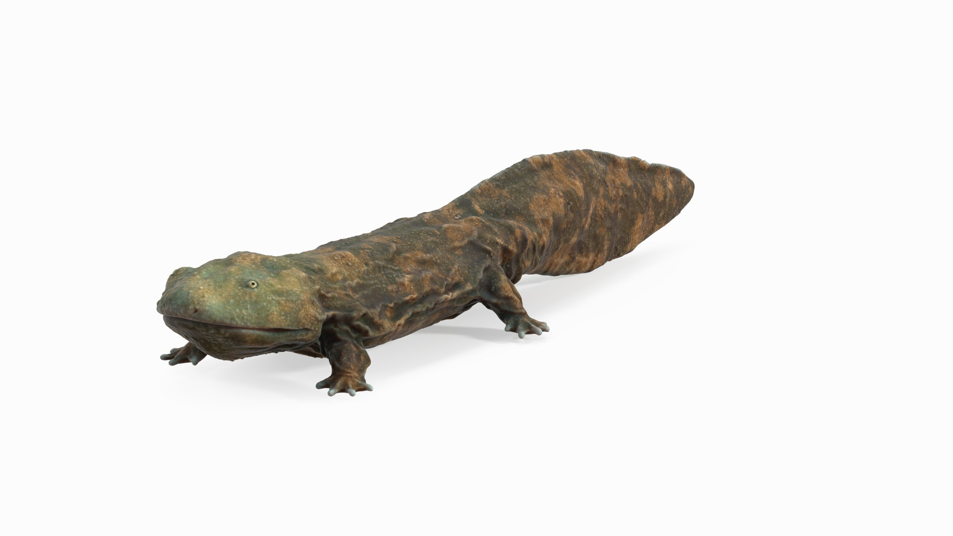 3D Model Aquatic Salamander Light Rigged For Maya - TurboSquid 2258203