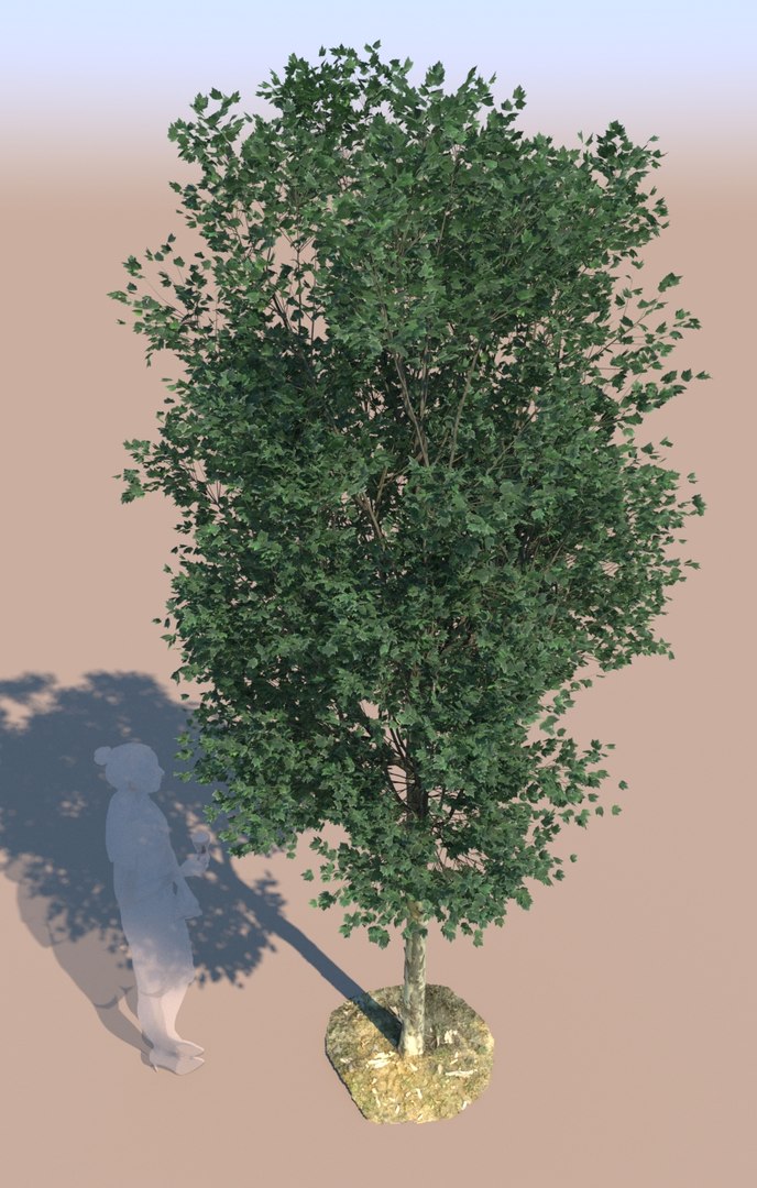 Collection Of 9 Maple Trees Collection 3D Model - TurboSquid 2375406