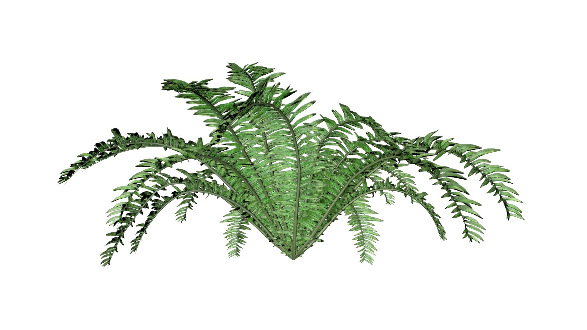 3D Model Boston Fern Plant - 05 - - TurboSquid 2372560