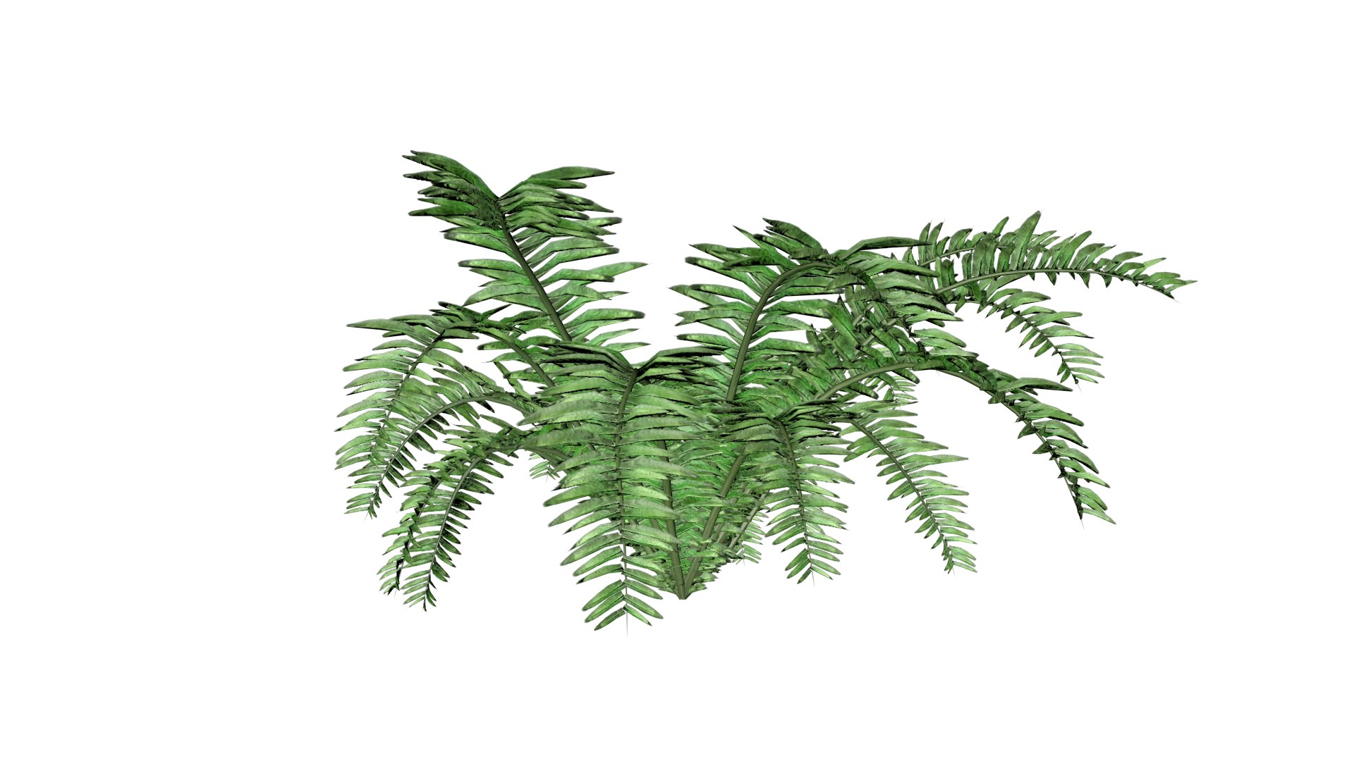3D Model Boston Fern Plant - 05 - - TurboSquid 2372560