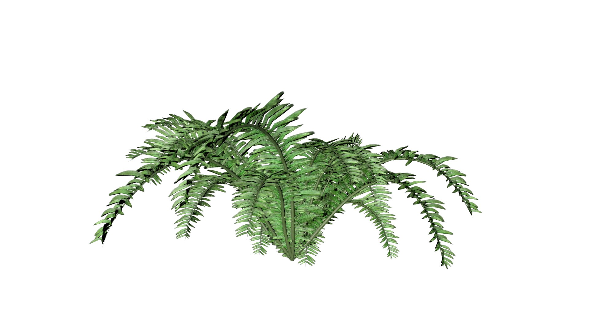 3D Model Boston Fern Plant - 05 - - TurboSquid 2372560