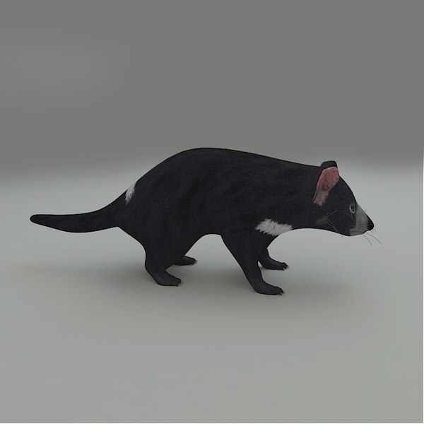3d tasmanian devil animals