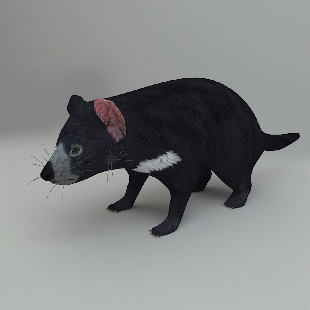 3d tasmanian devil animals