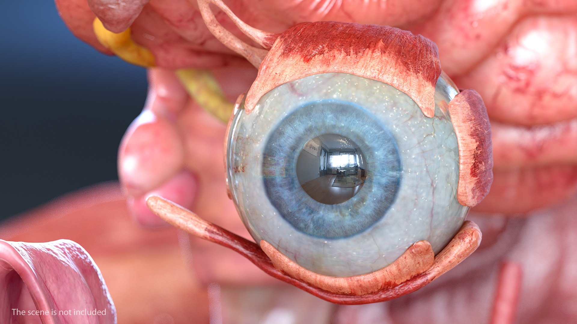 Human Eye 3D Model - TurboSquid 1465870