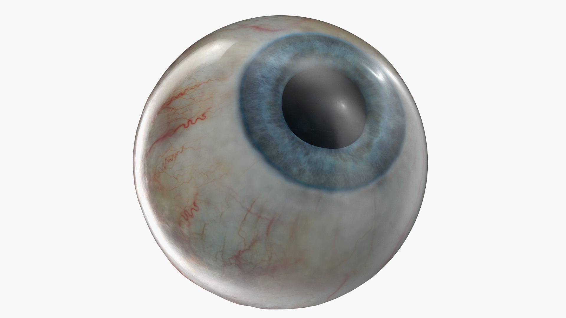 Human Eye 3D Model - TurboSquid 1465870
