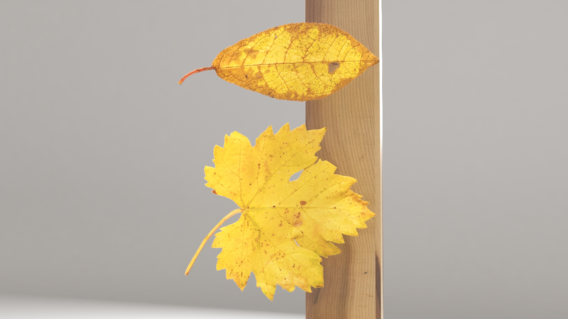 3D Dry Leaves Model - TurboSquid 1527166
