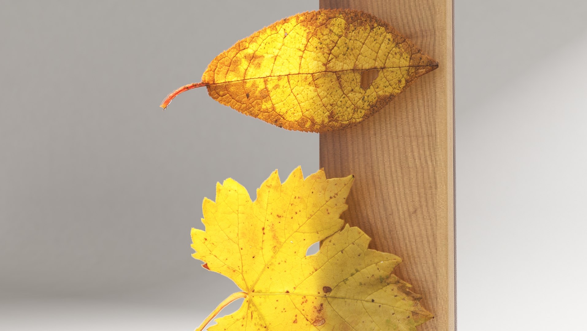 3D Dry Leaves Model - TurboSquid 1527166