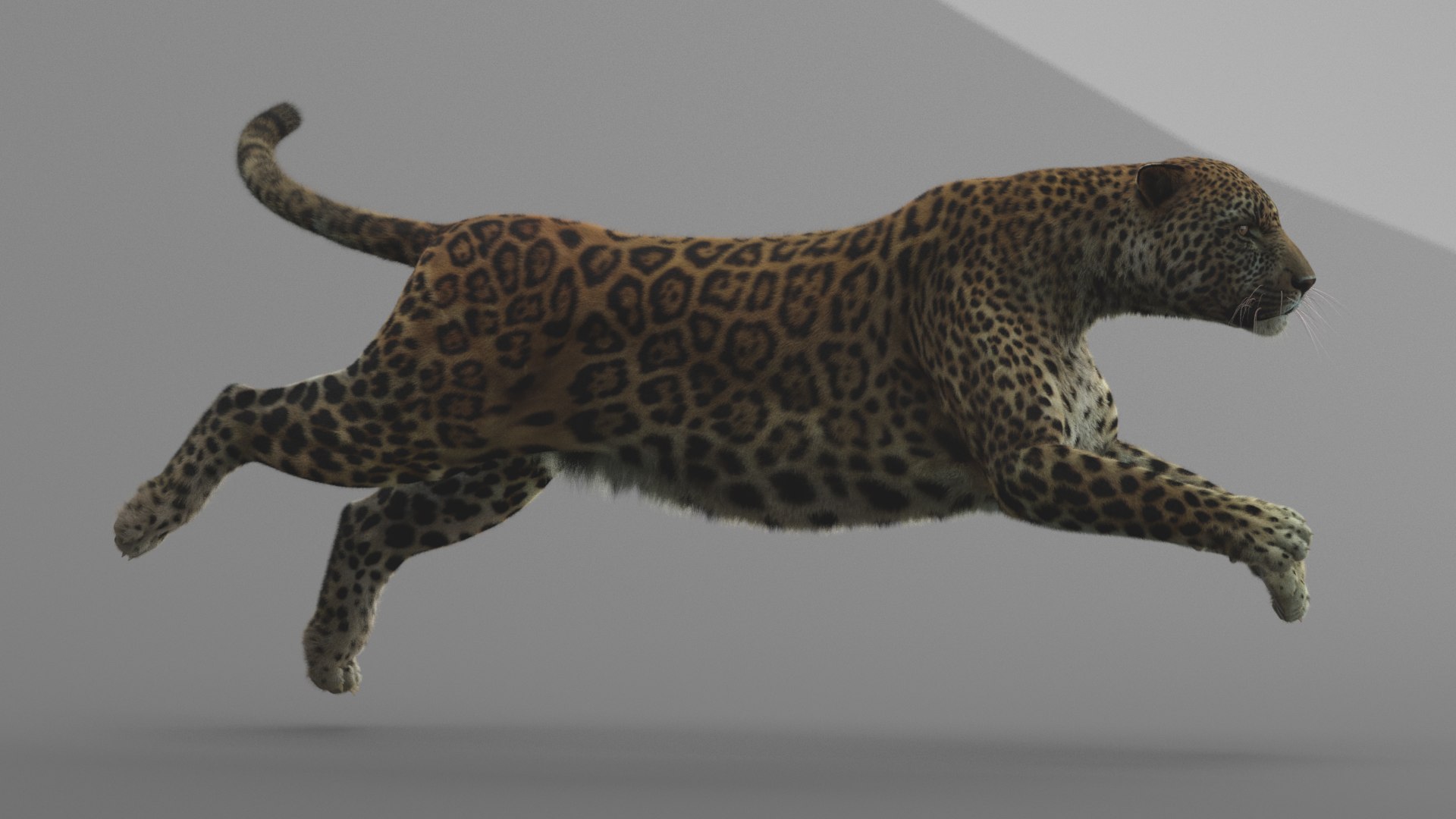 3D Rigged Modeled Leopard Model - TurboSquid 1522482