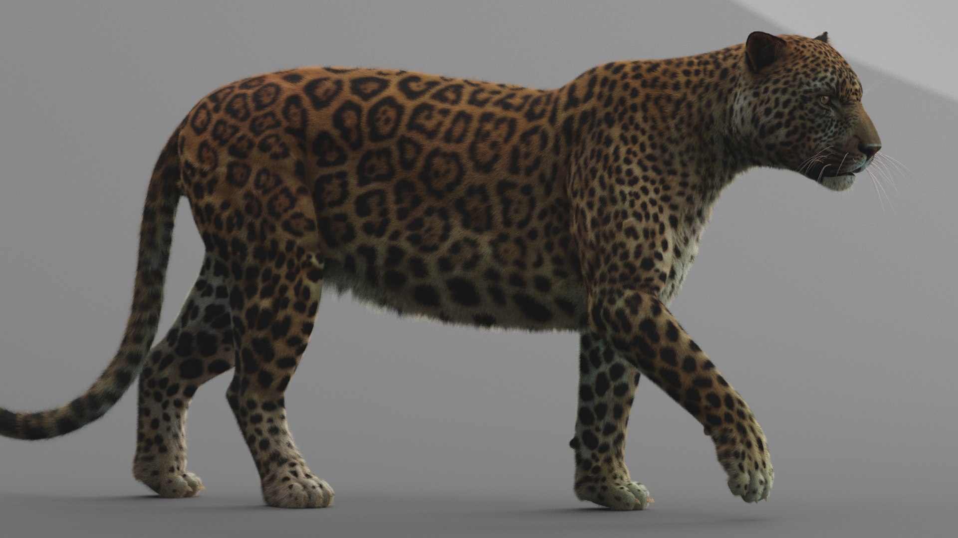 3D Rigged Modeled Leopard Model - TurboSquid 1522482