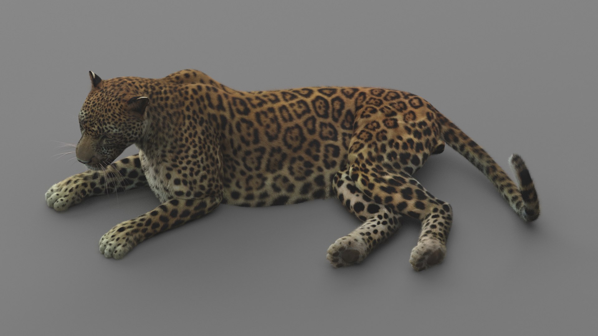 3D Rigged Modeled Leopard Model - TurboSquid 1522482