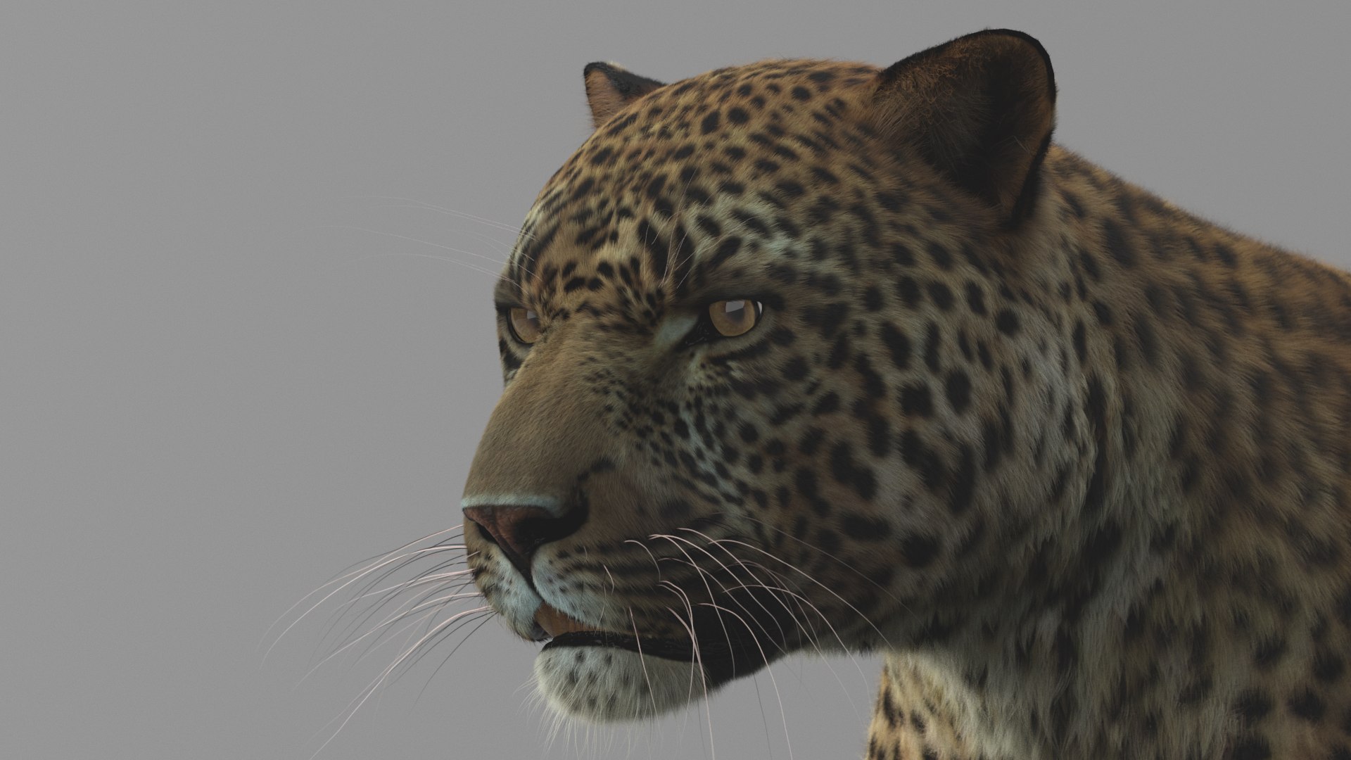 3D Rigged Modeled Leopard Model - TurboSquid 1522482