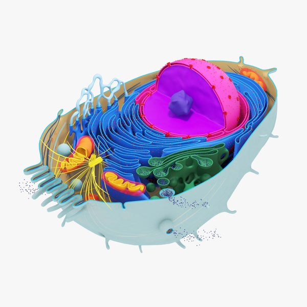 Animal Cell 3D Models for Download | TurboSquid